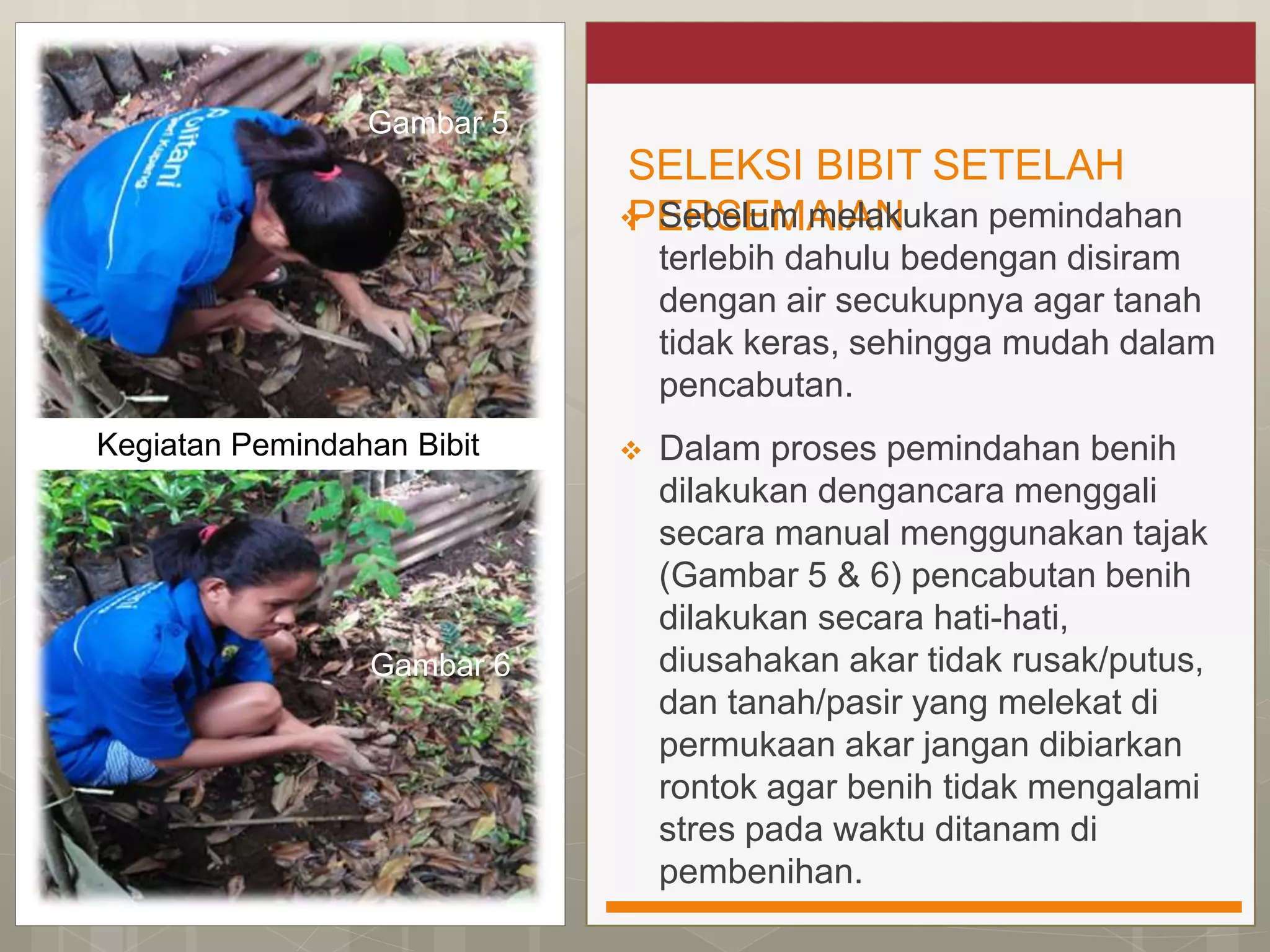 Teknik Seleksi Benih dan Bibit Cengkeh (Syzygium aromaticum L) di Kebun ...