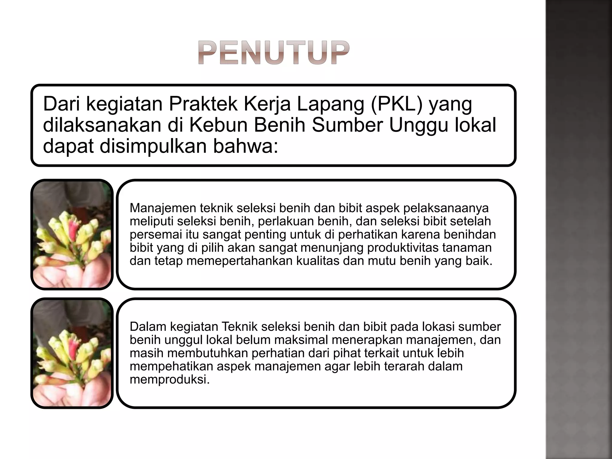 Teknik Seleksi Benih dan Bibit Cengkeh (Syzygium aromaticum L) di Kebun ...