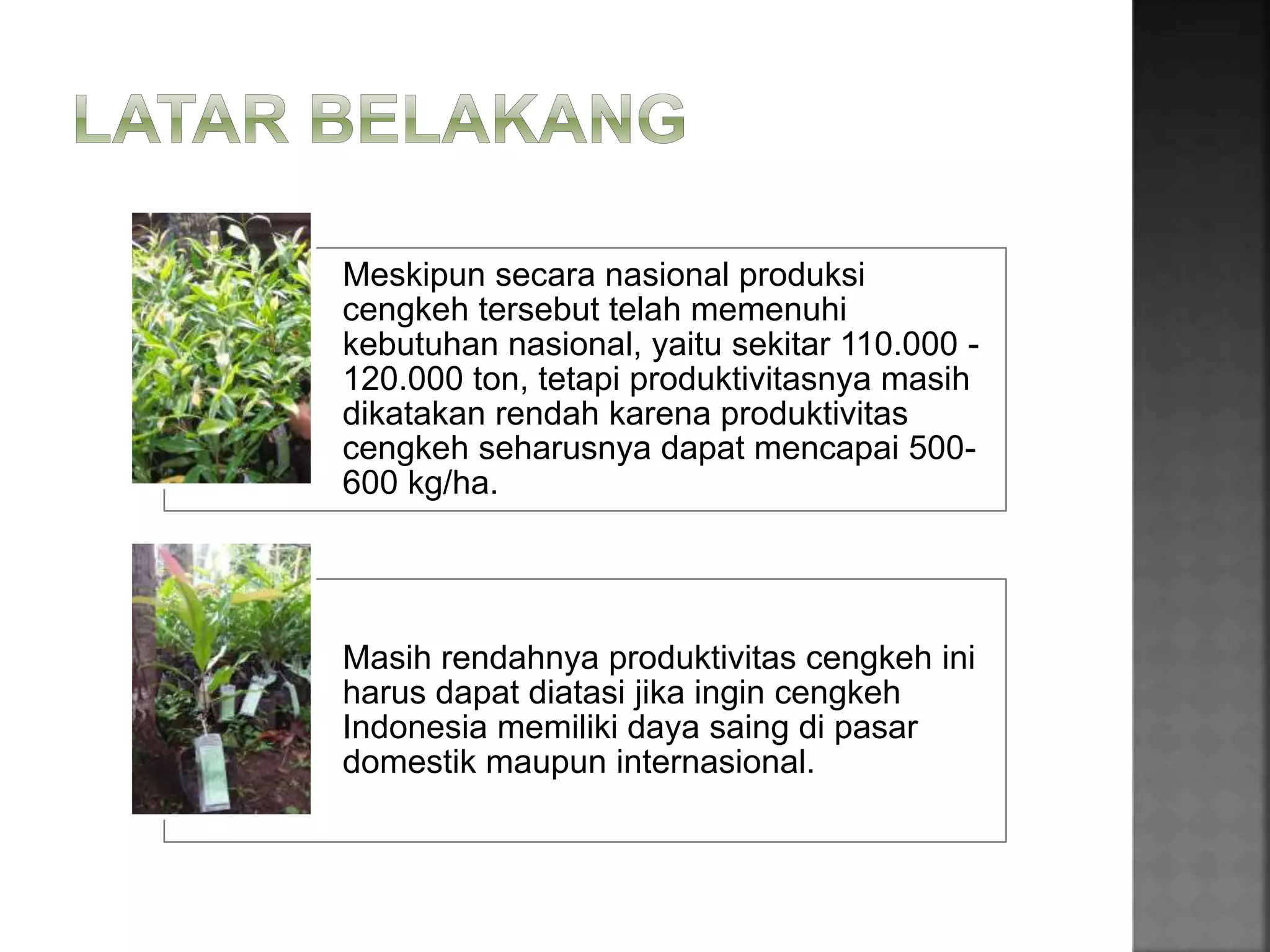 Teknik Seleksi Benih dan Bibit Cengkeh (Syzygium aromaticum L) di Kebun ...
