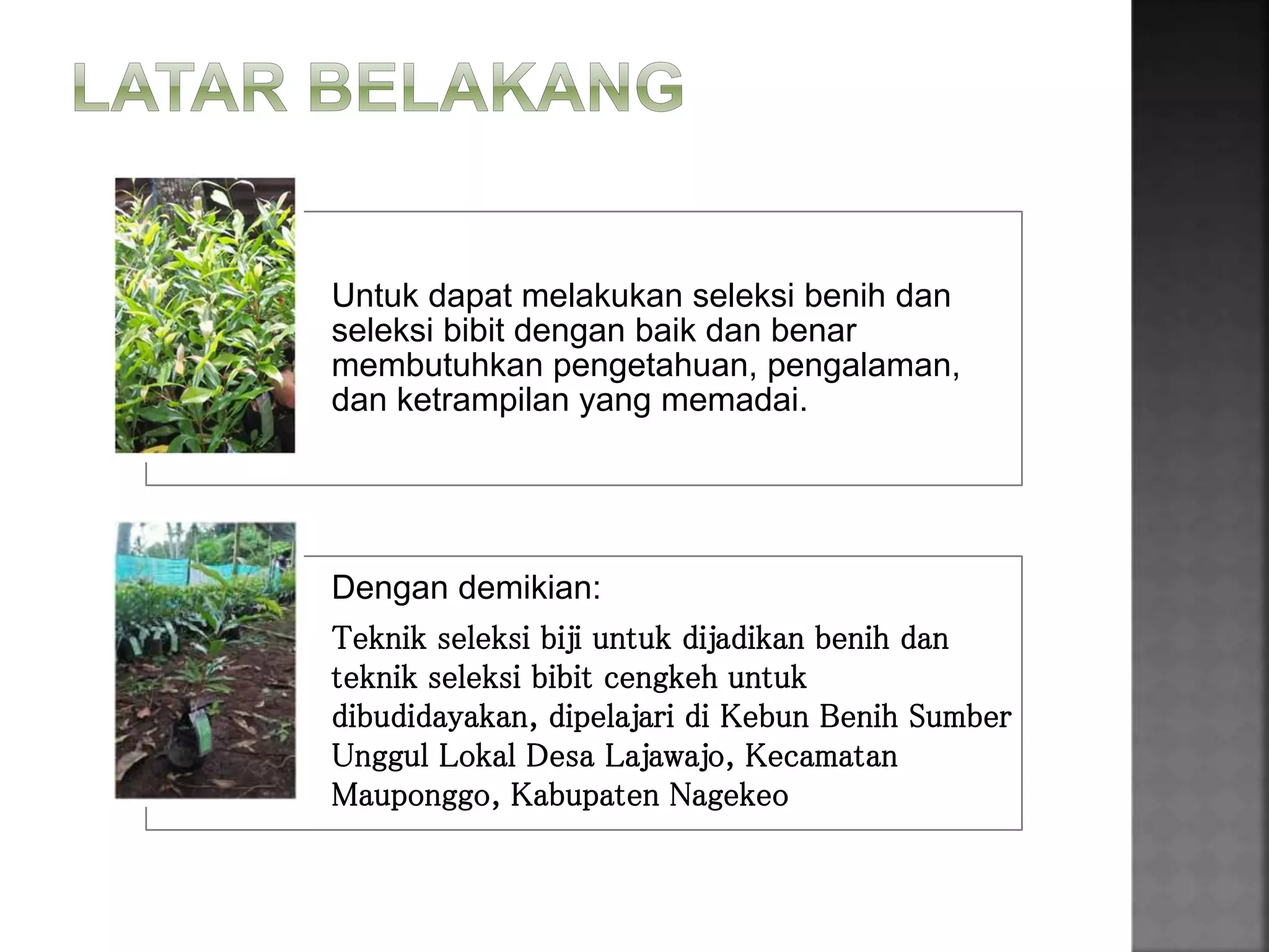 Teknik Seleksi Benih dan Bibit Cengkeh (Syzygium aromaticum L) di Kebun ...