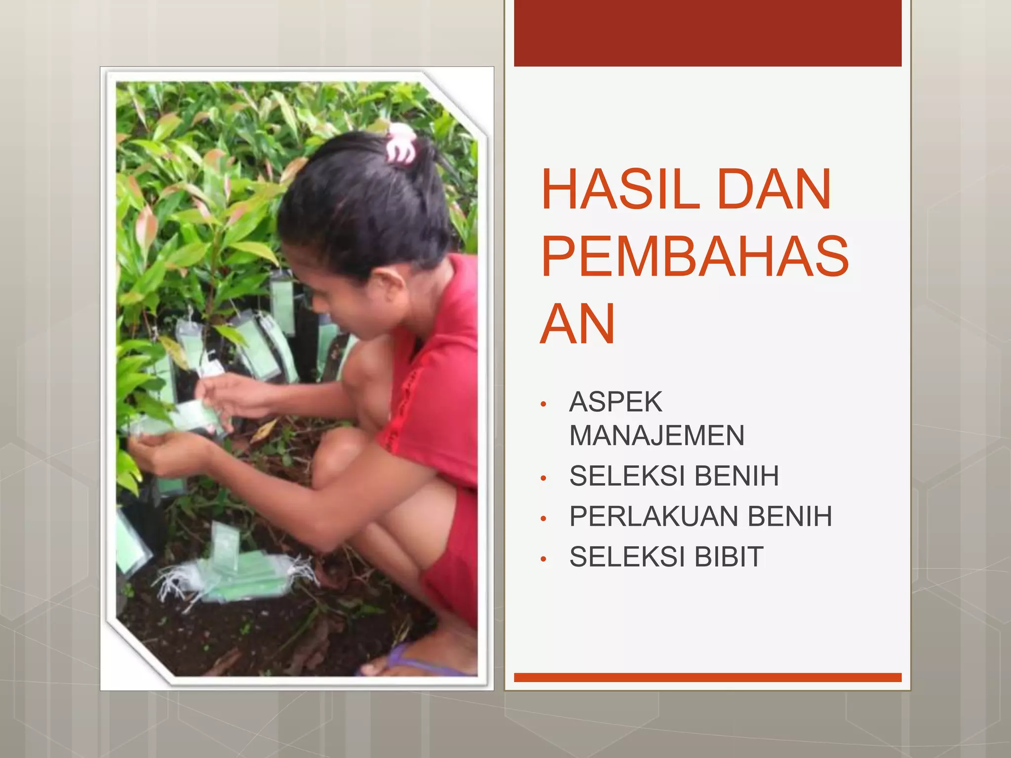 Teknik Seleksi Benih dan Bibit Cengkeh (Syzygium aromaticum L) di Kebun ...