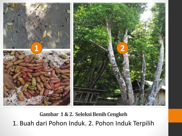 Teknik Seleksi Benih dan Bibit Cengkeh (Syzygium aromaticum L) di Kebun ...