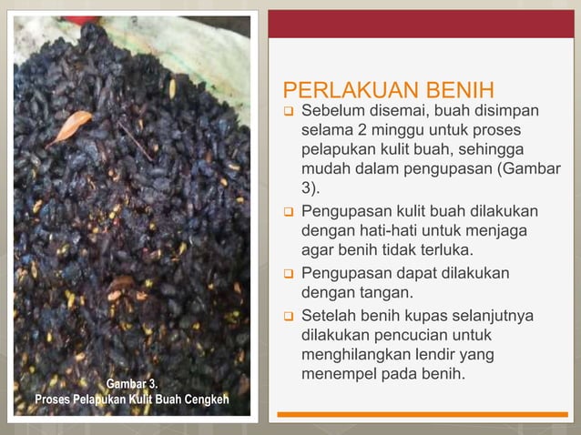 Teknik Seleksi Benih dan Bibit Cengkeh (Syzygium aromaticum L) di Kebun ...