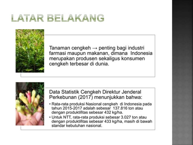 Teknik Seleksi Benih dan Bibit Cengkeh (Syzygium aromaticum L) di Kebun ...