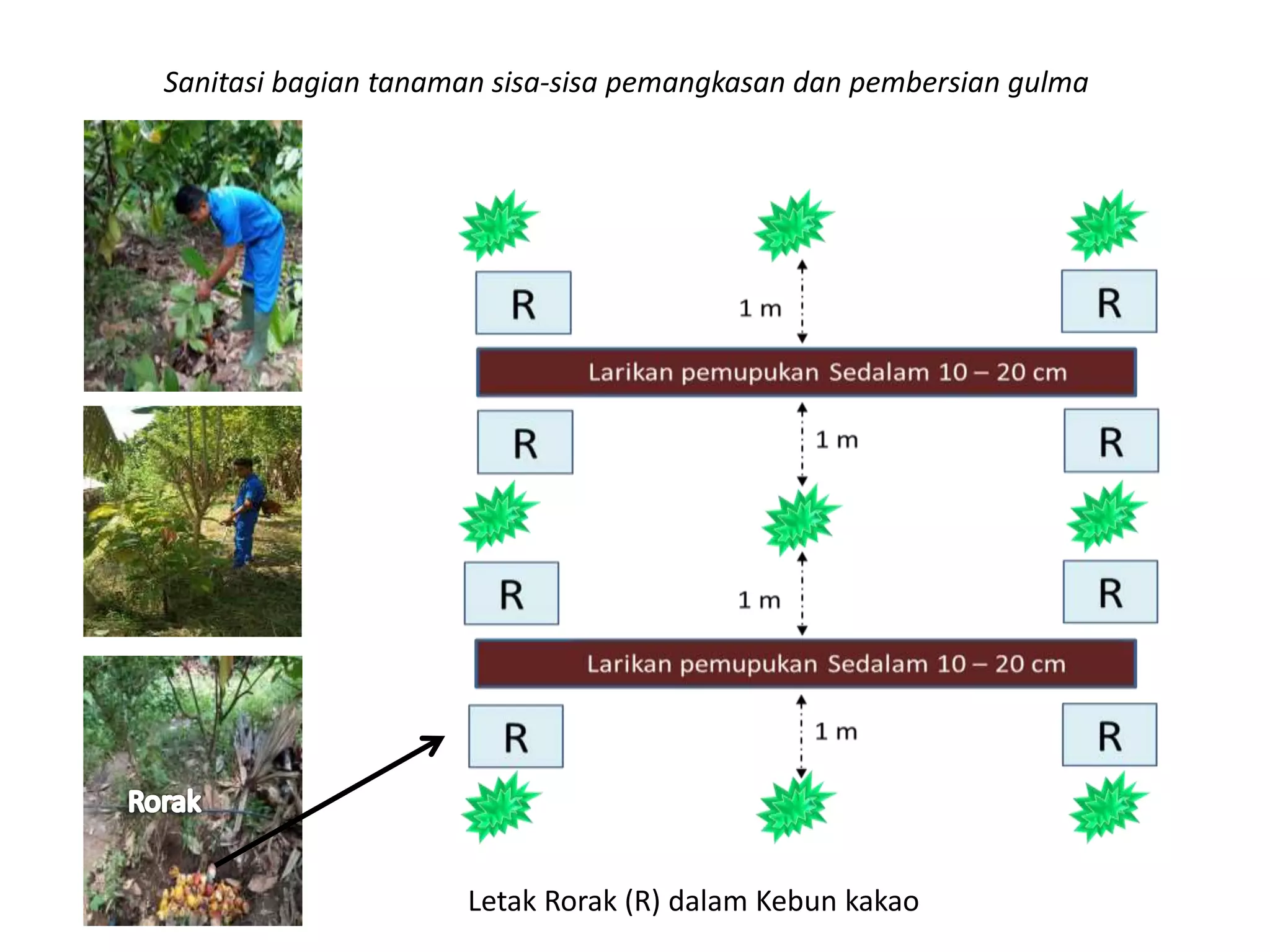 Manajemen Pemeliharaan Tanaman Kakao Melalui Pemangkasan Pemupukan ...