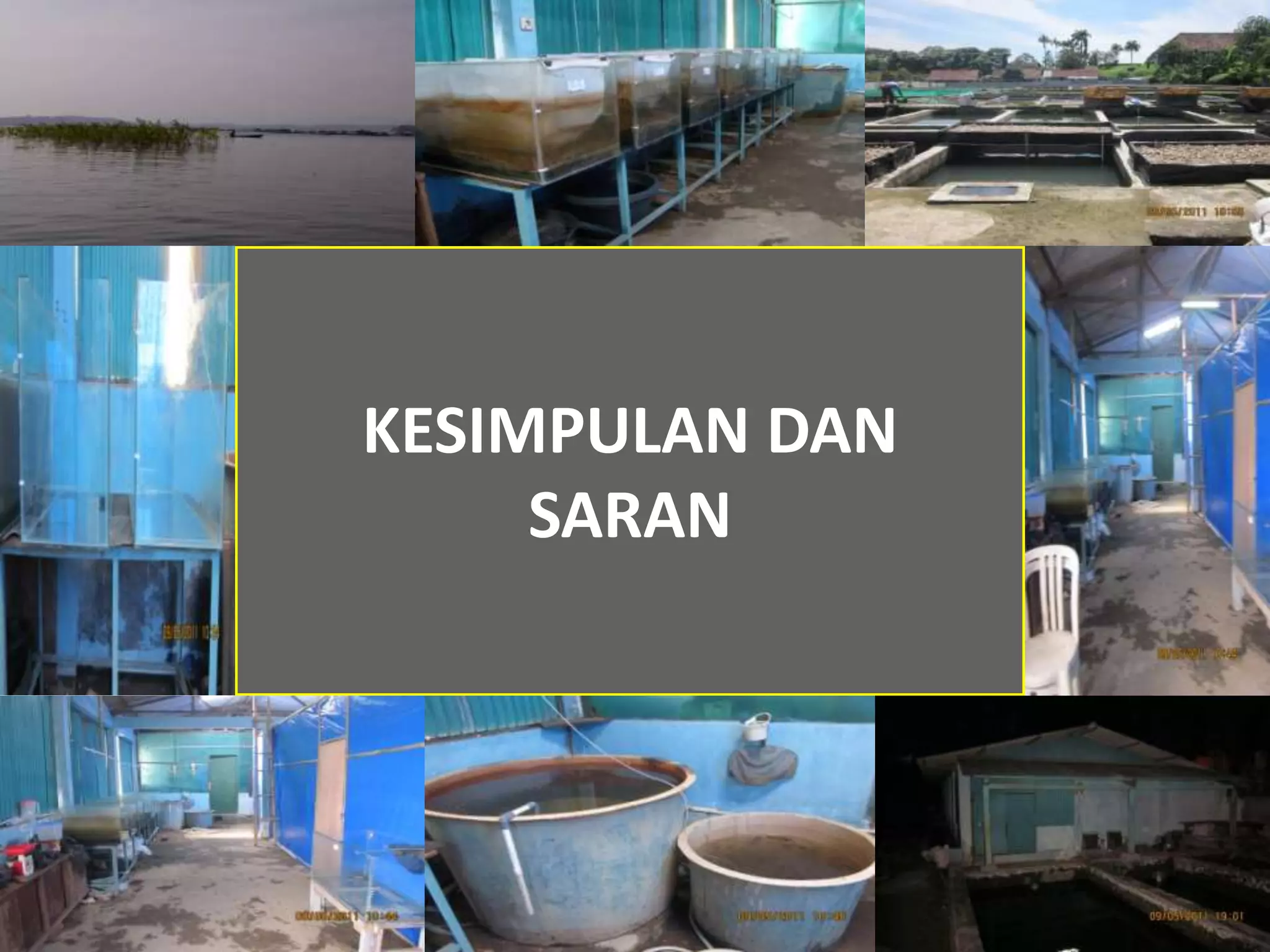 Bioakumulasi logam berat tembaga (Cu) pada ikan Nila (Oreochromis ...