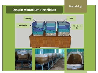 Bioakumulasi logam berat tembaga (Cu) pada ikan Nila (Oreochromis ...