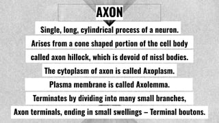Histology of Nervous System Simplified PPT | PDF
