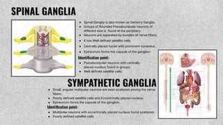 Histology of Nervous System Simplified PPT | PDF