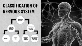 Histology of Nervous System Simplified PPT | PPT