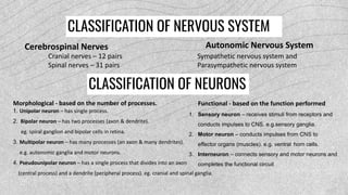 Histology of Nervous System Simplified PPT | PPT