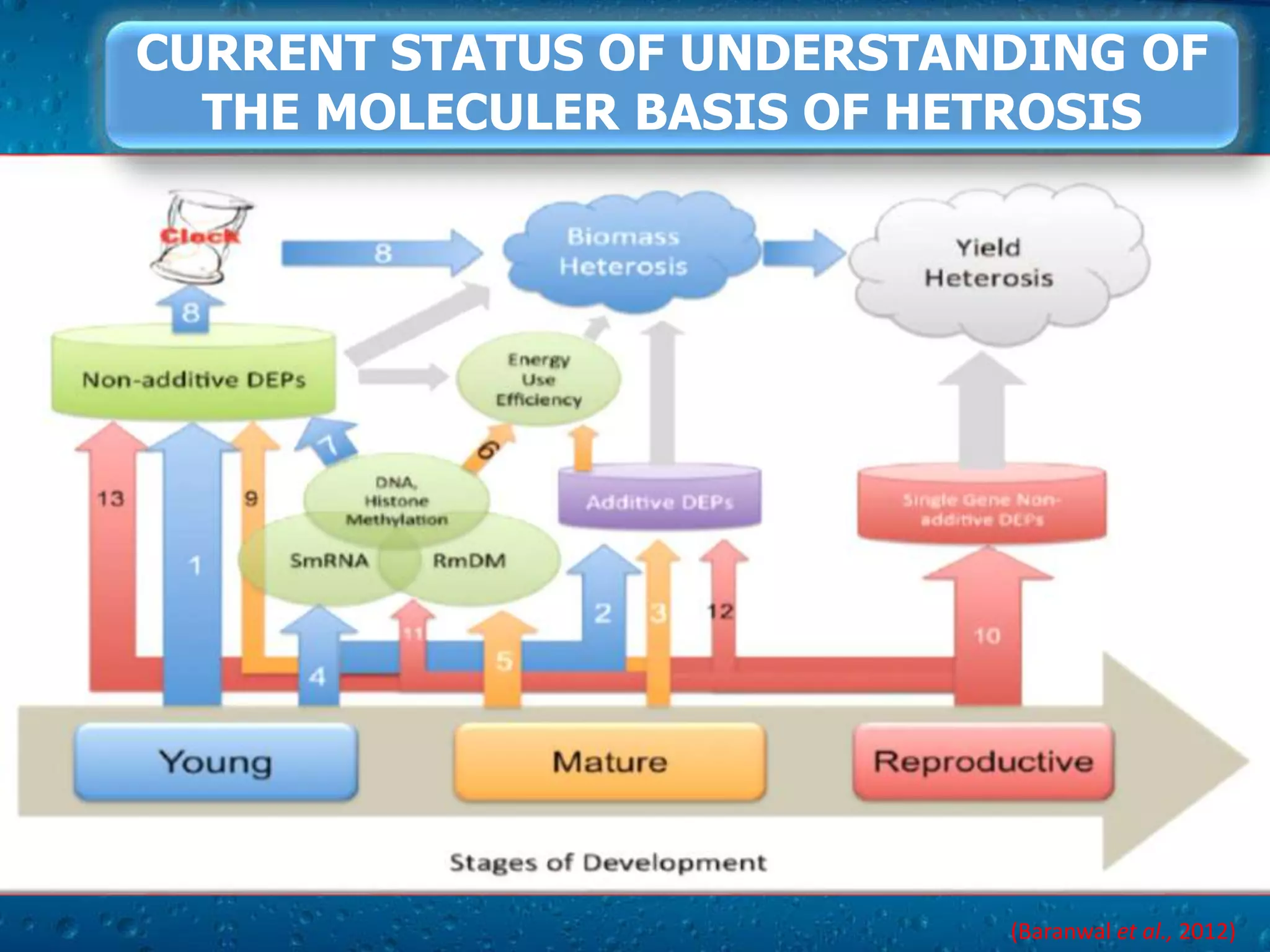 Molecular basis of heterosis in crop plants | PPTX