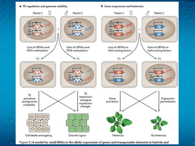 Molecular basis of heterosis in crop plants | PPT