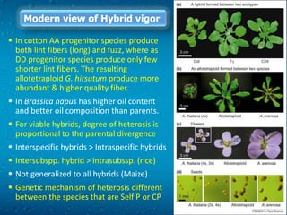 Molecular basis of heterosis in crop plants | PPTX