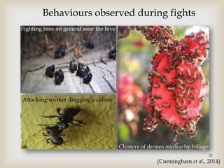 Defence in stingless bees | PPTX