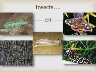 Defence in stingless bees | PPTX