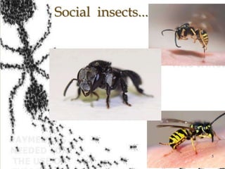Defence in stingless bees | PPTX