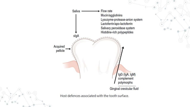 SEMINAR III ORAL MICROFLORA PART.pptx