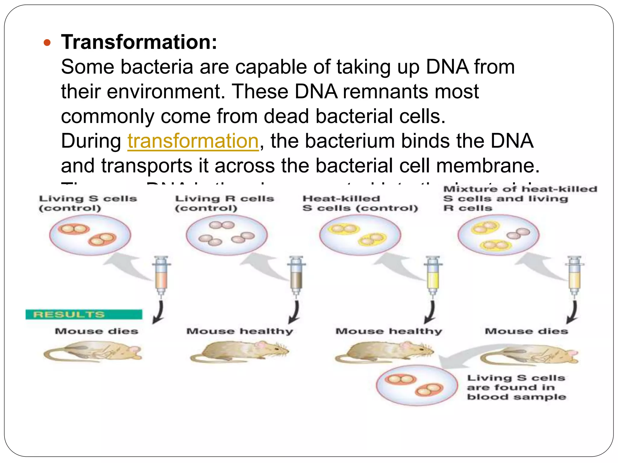 bacteria reproduction | PPT