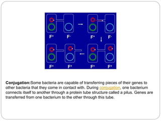 bacteria reproduction | PPT