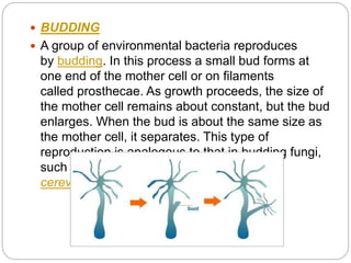 bacteria reproduction | PPTX