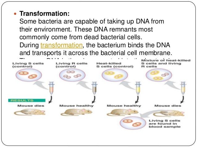 bacteria reproduction
