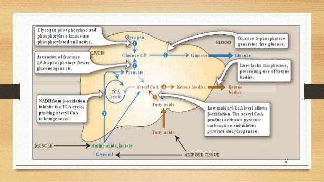 3 Compartmentalisation Of Metabolic Pathways Functions