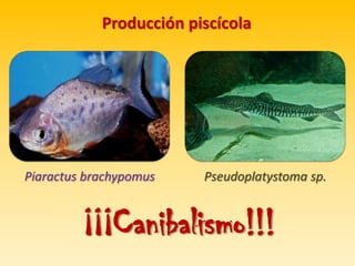 Comparación del Desarrollo Embrionario de Piaractus brachypomus ...