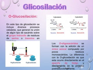Seminario carbohidratos bioquimica | PPTX