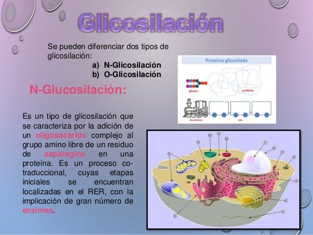 Seminario carbohidratos bioquimica