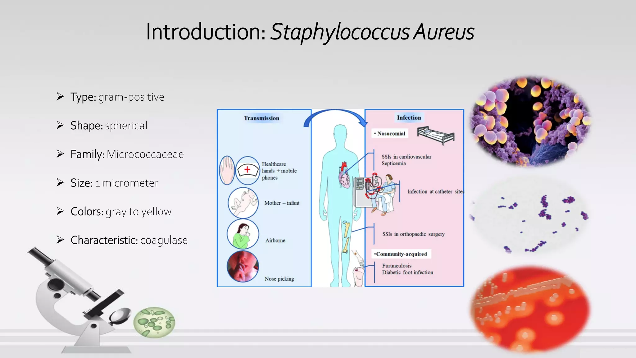 Staphylococcus Aureus in burn intensive care unit | PPT