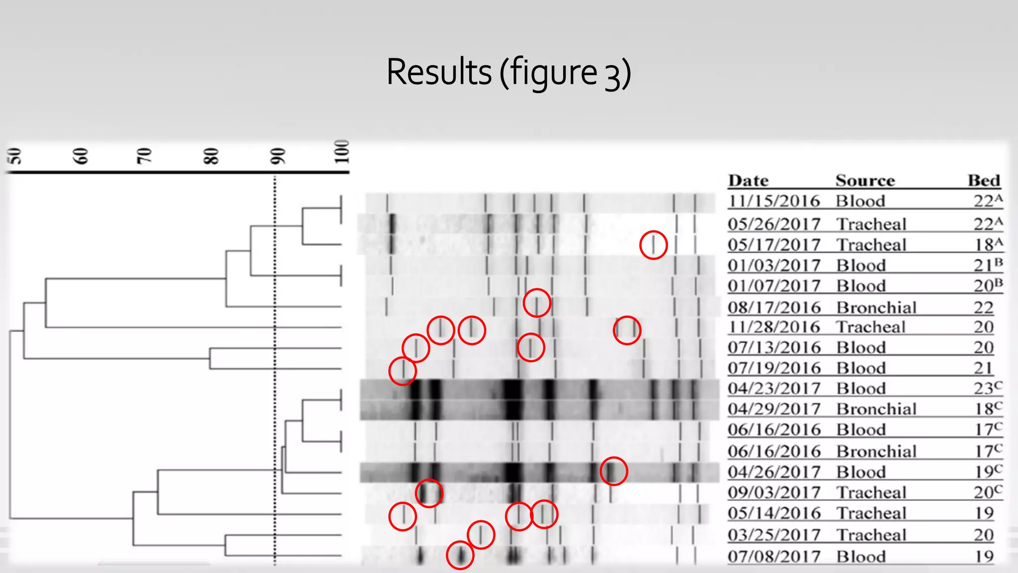 Staphylococcus Aureus in burn intensive care unit | PPT