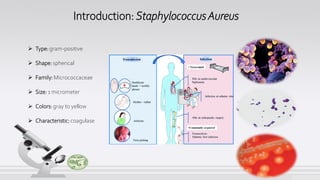 Staphylococcus Aureus in burn intensive care unit | PPT