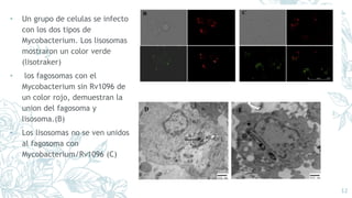 Effects of Mycobacterium tuberculosis Rv1096 on mycobacterial cell ...