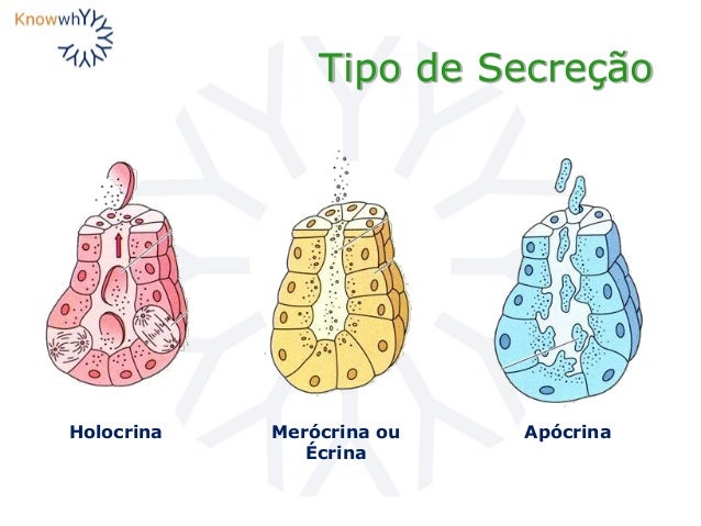 Seminário 01 Parte II: Noções básicas sobre estrutura, bioquímica e f…