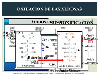 Derivados de los carbohidratos. | PPTX