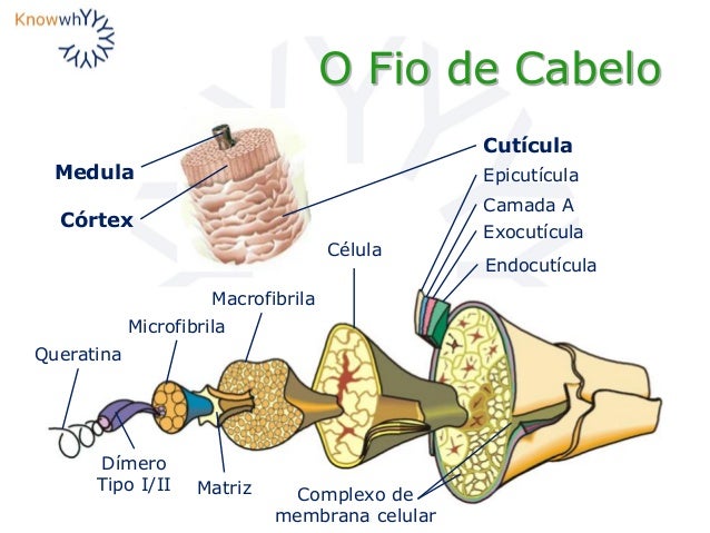 Seminário 10: Cabelo e Pelos: um enfoque molecular