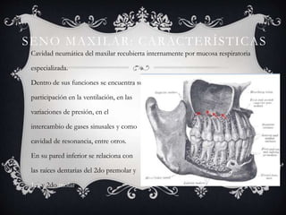 Proyección de resto radicular al seno maxilar | PPTX