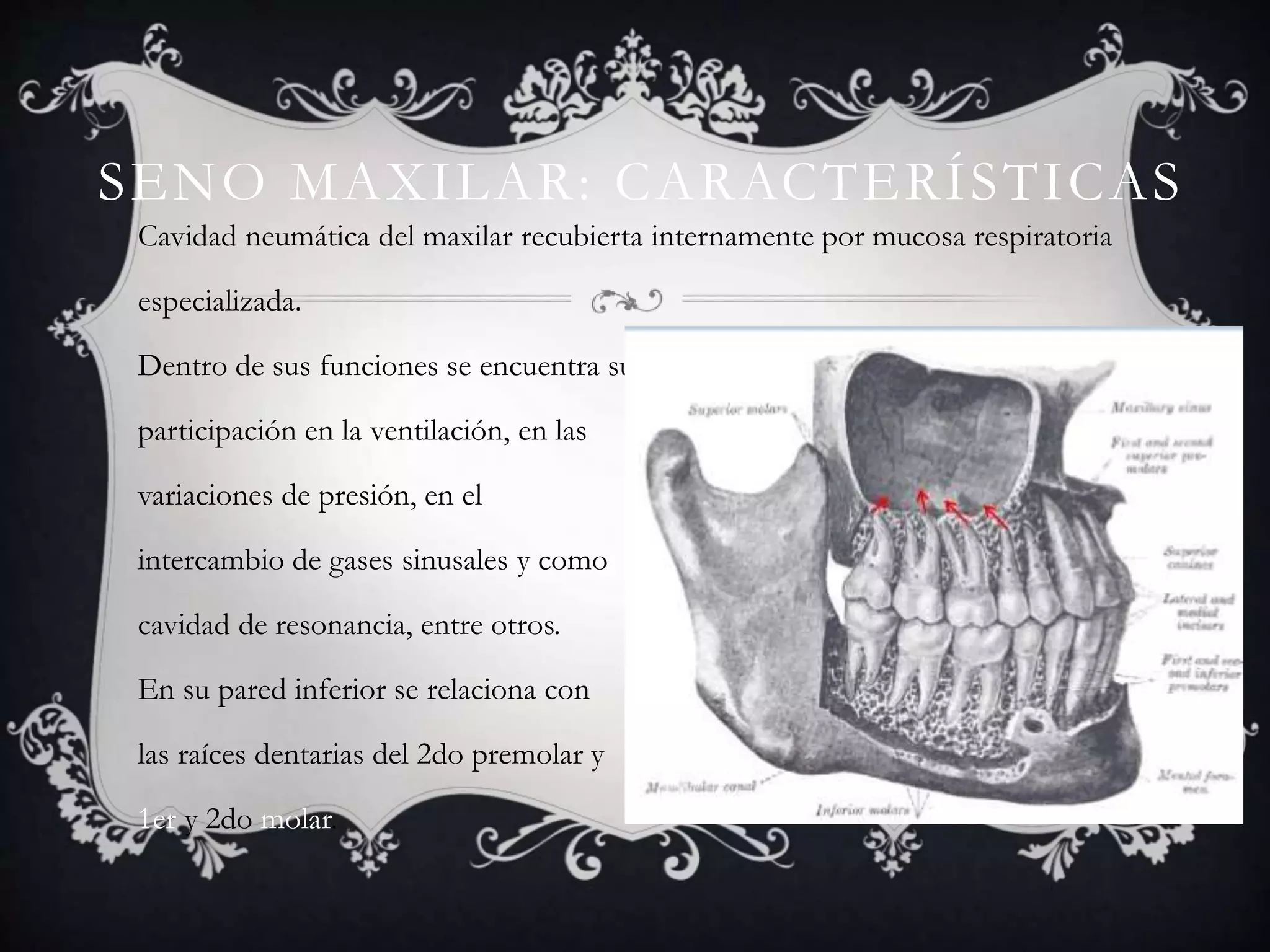 Proyección de resto radicular al seno maxilar | PPTX