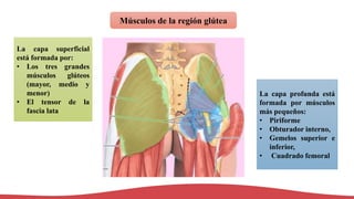 Región gluteaz.pptx