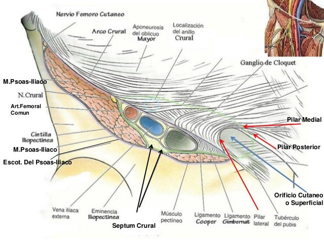 Seminario 1 pelvis y repaso xeral