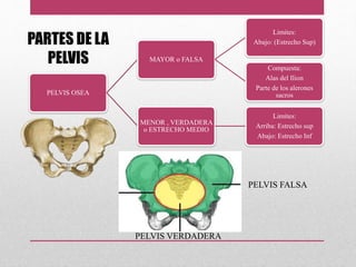 PELVIMETRIA, TRABAJO DE PARTO Y PUERPERIO | PPTX