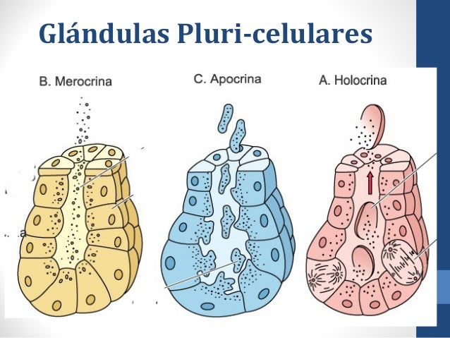Seminario 1, tejido epitelial