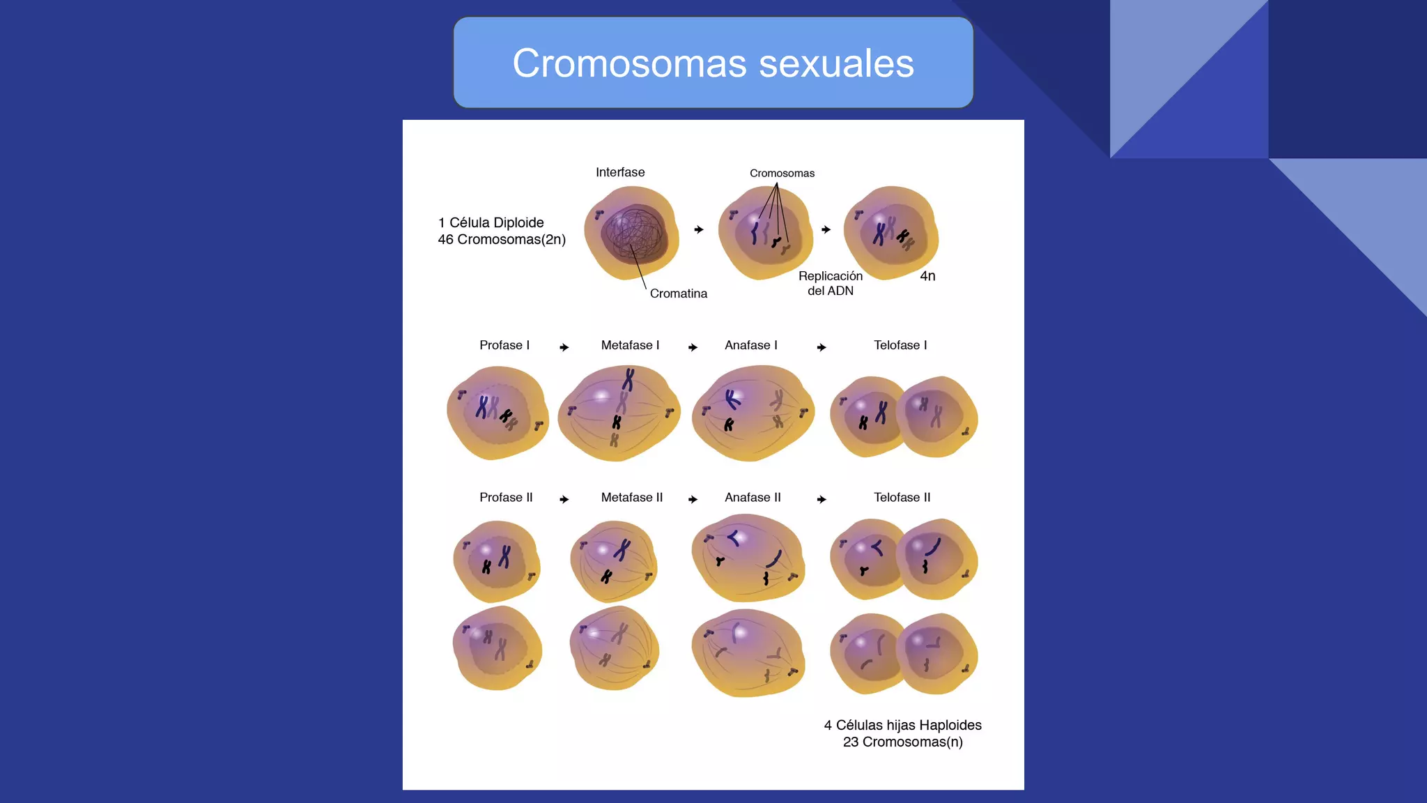 INACTIVACION CROMOSOMA X.pdf