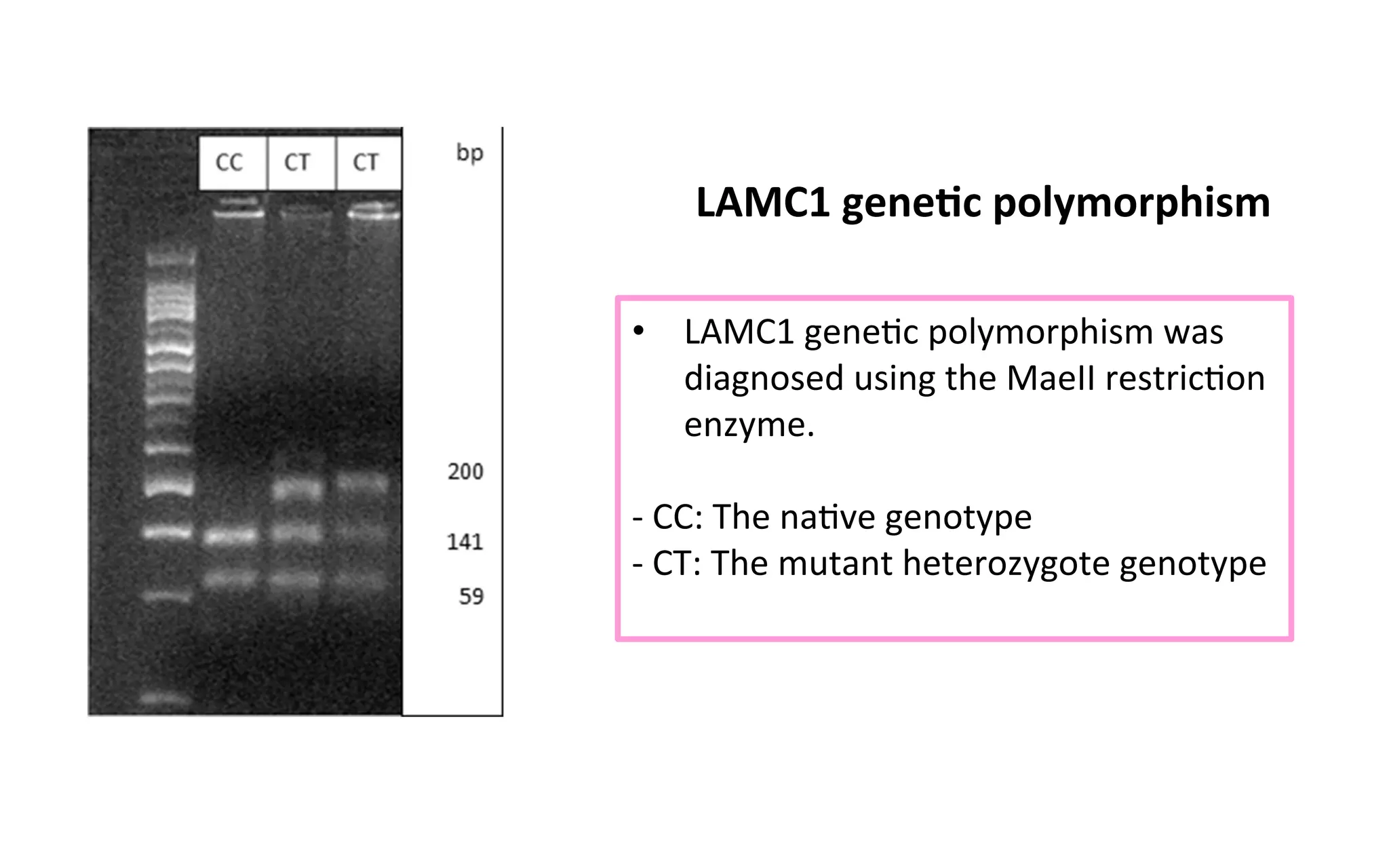 Estrogen receptor and laminin genetic polymorphism among women with ...