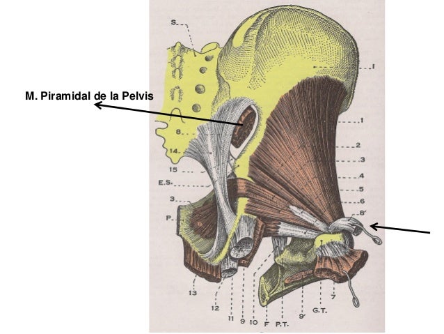 Seminario 2 b post inf y aductores