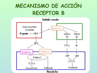 Endotelinas | PPT