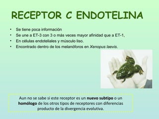 Endotelinas | PPT