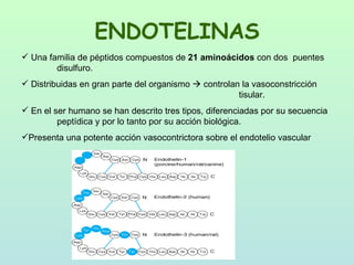 Endotelinas | PPT