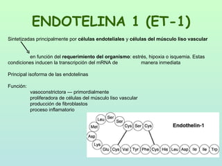 Endotelinas | PPT